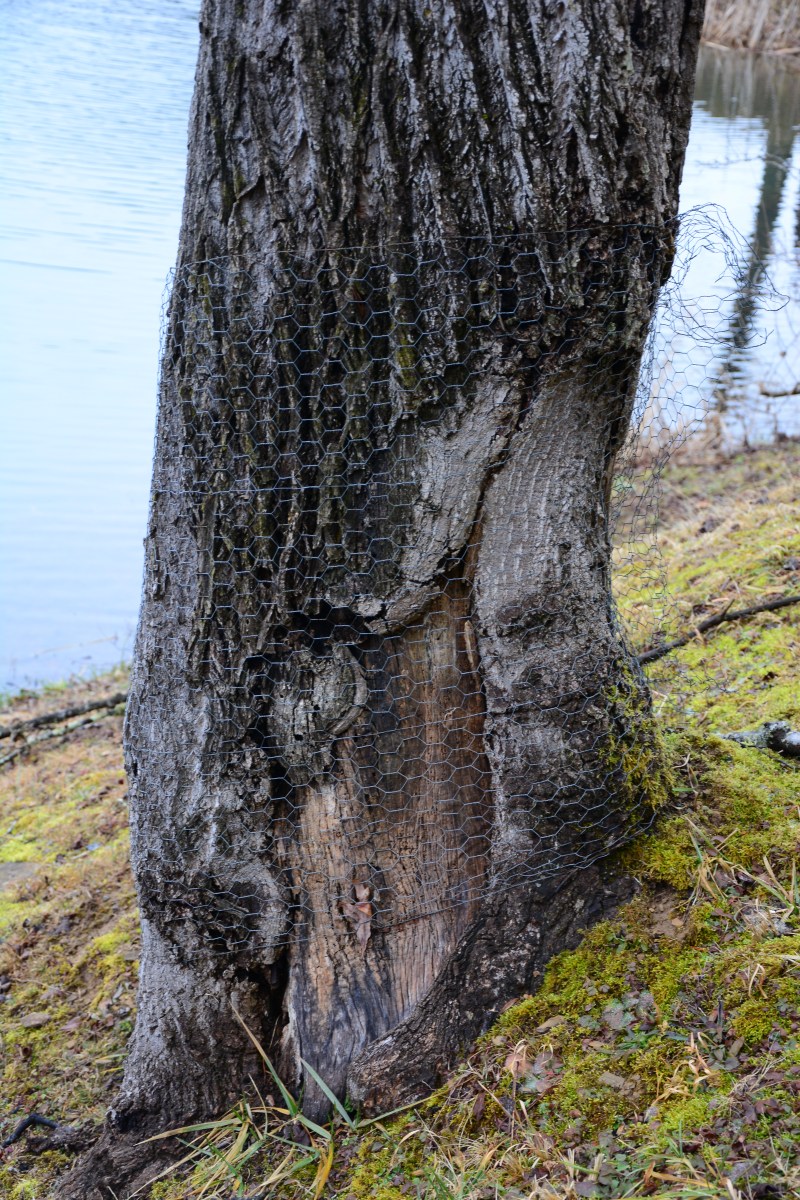 Beaver Guard – Baldwin Heirlooms